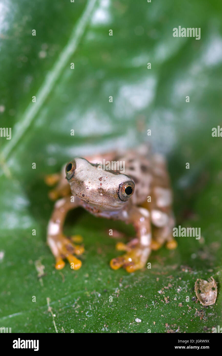 Masked Treefrog, “Smilisca phaeota”, juvenile-Arenal, Costa Rica Stock ...