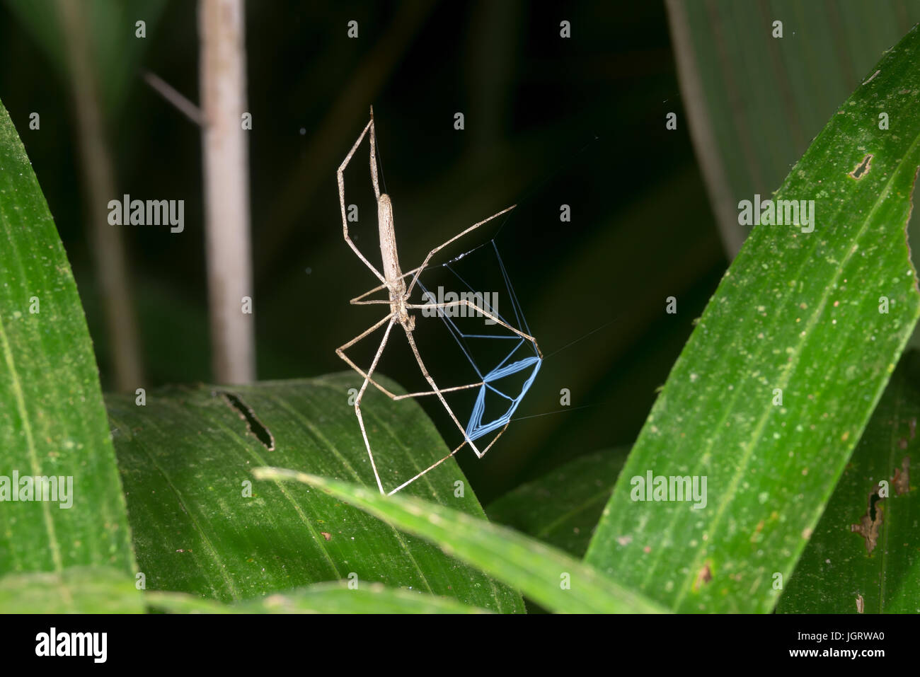 Net-casting spider, “Deinopis longipes”-Tortuguero, Costa Rica Stock ...