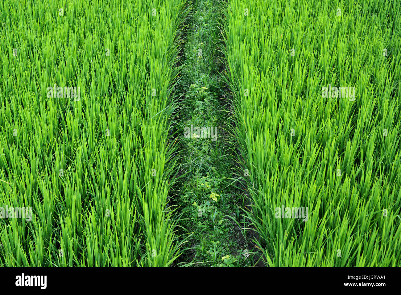 close up rice field paddy field rice natural background Stock Photo - Alamy
