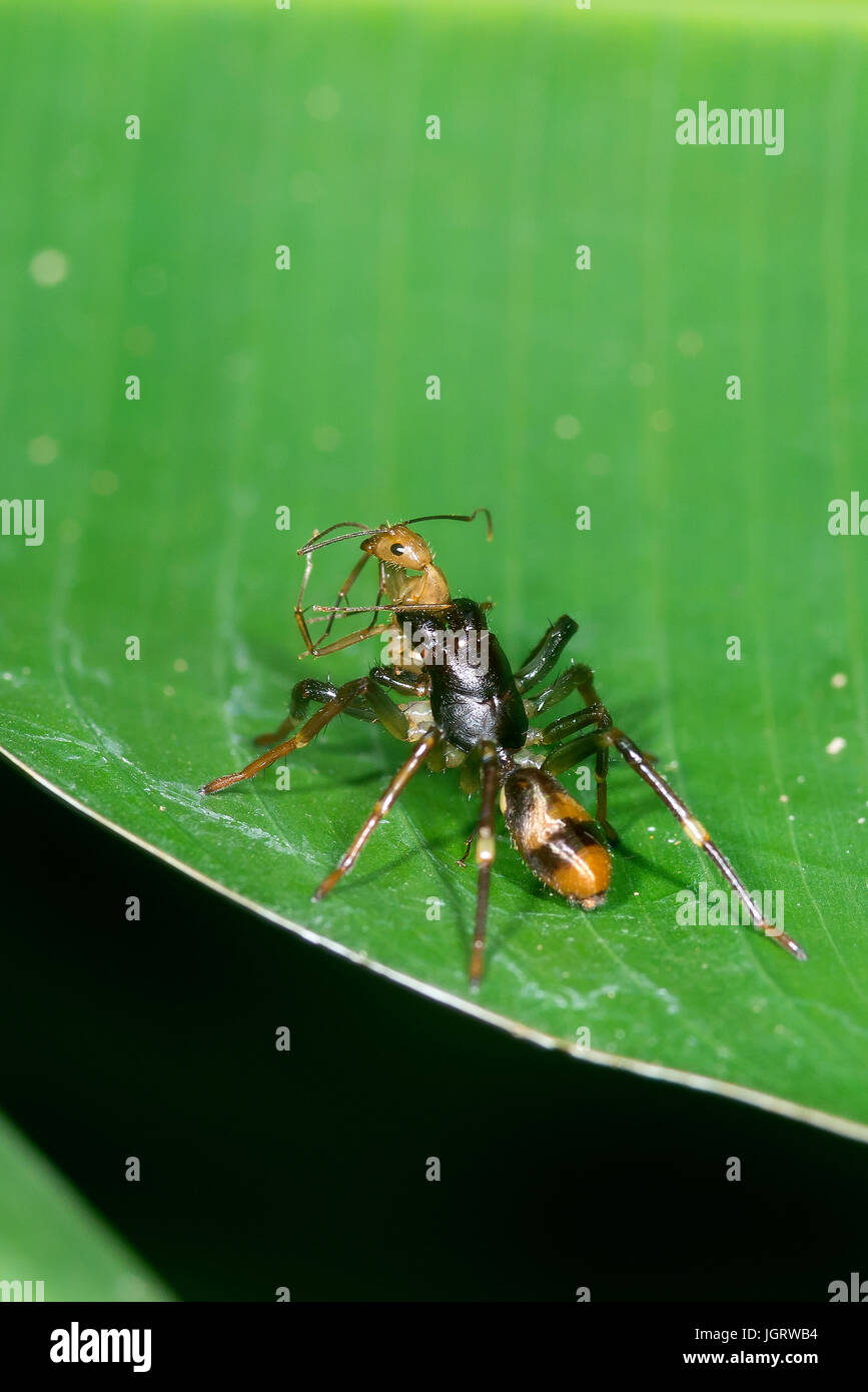 Spider eating an ant-Greentique Wildlife Refuge-Manuel Antonio, Costa ...