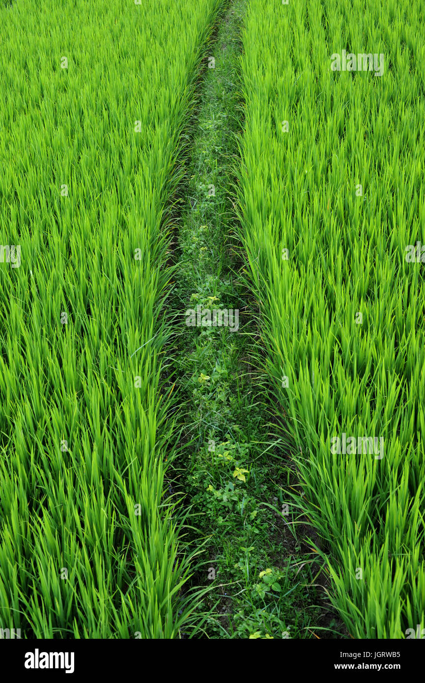 close up rice field paddy field rice natural background Stock Photo - Alamy