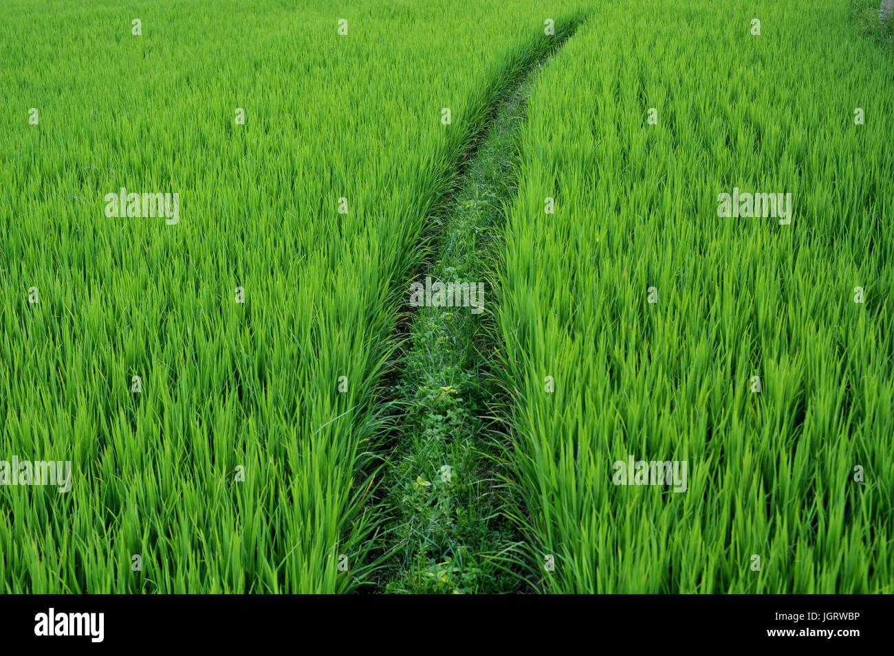 close up rice field paddy field rice natural background Stock Photo - Alamy