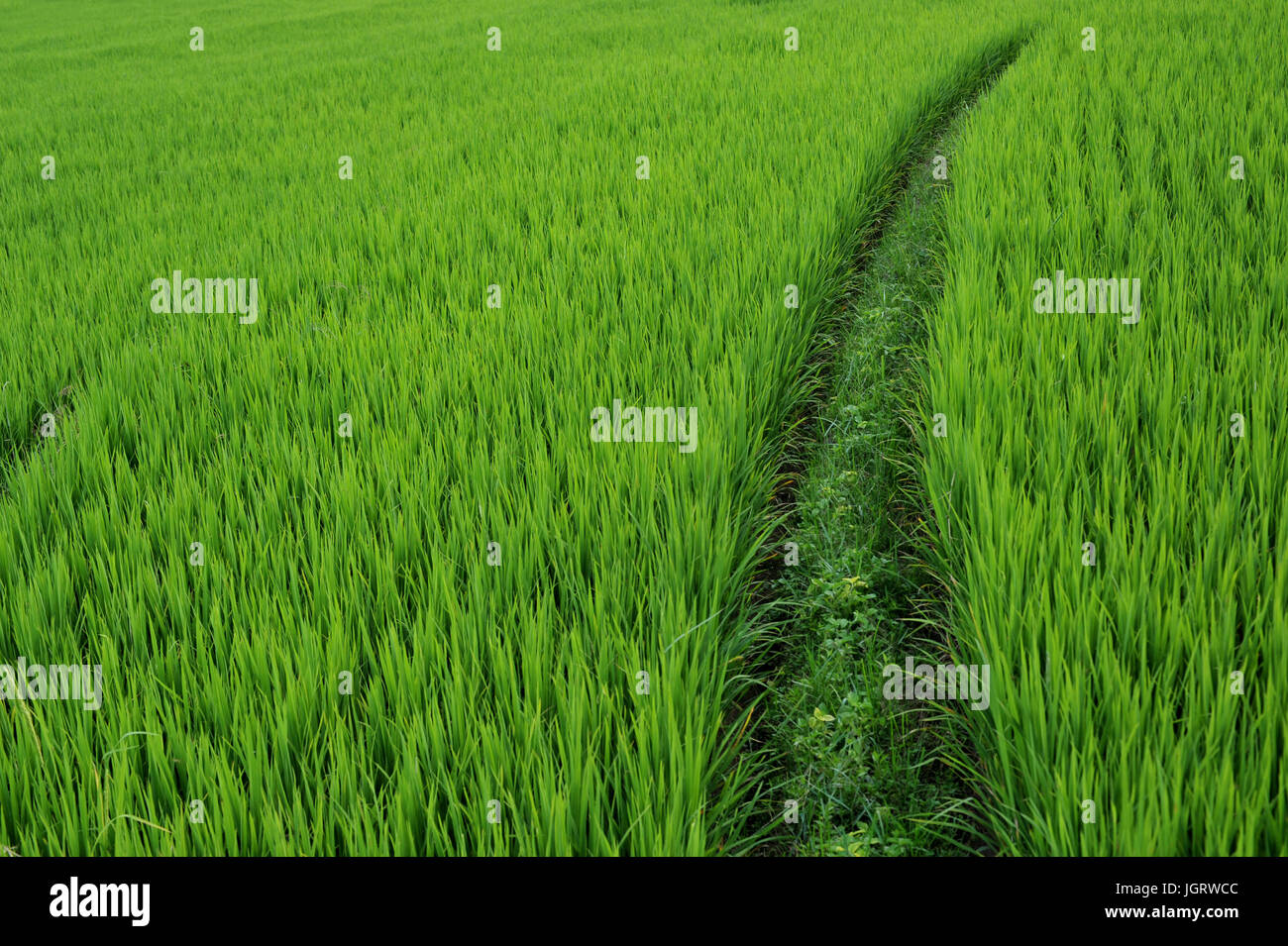 close up rice field paddy field rice natural background Stock Photo - Alamy