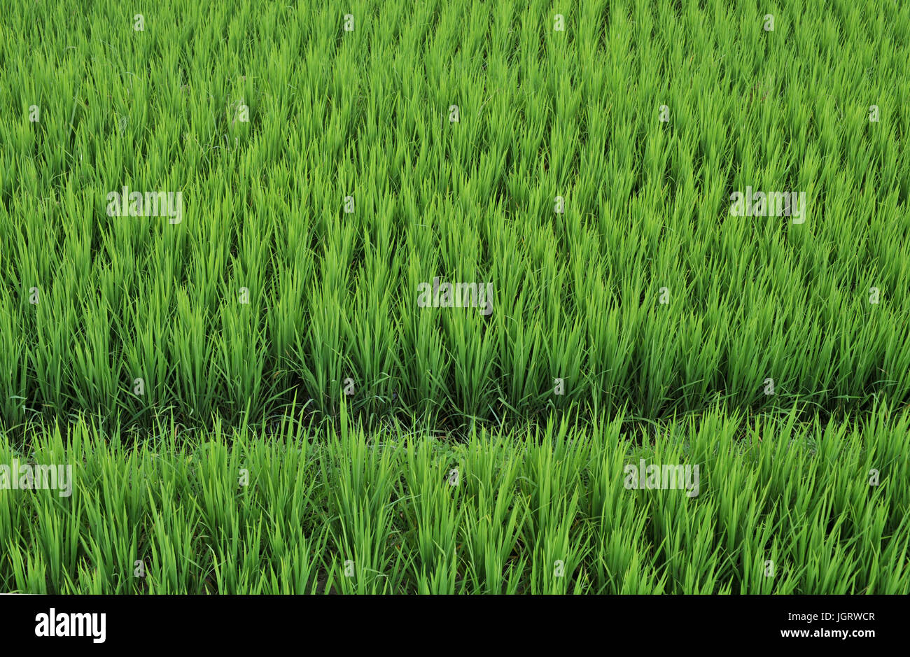 close up rice field paddy field rice natural background Stock Photo - Alamy