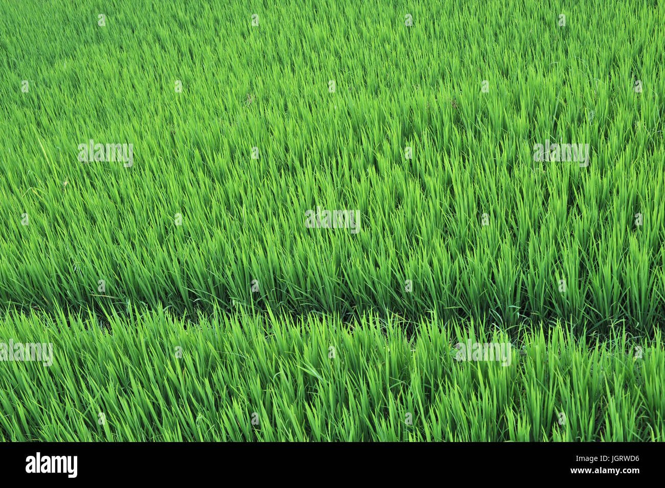 close up rice field paddy field rice natural background Stock Photo - Alamy