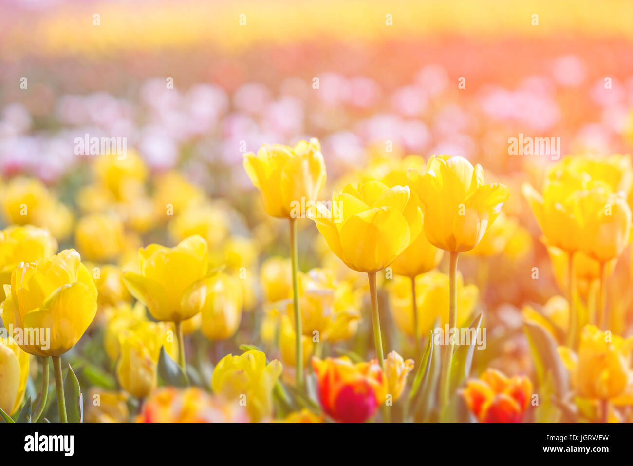 Tulip in Spring under sun ray, Beautiful and colourful tulip on sun ...