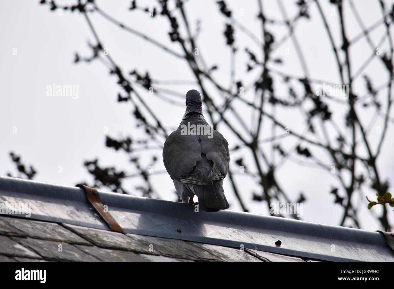 Back of a pigeon Stock Photo - Alamy