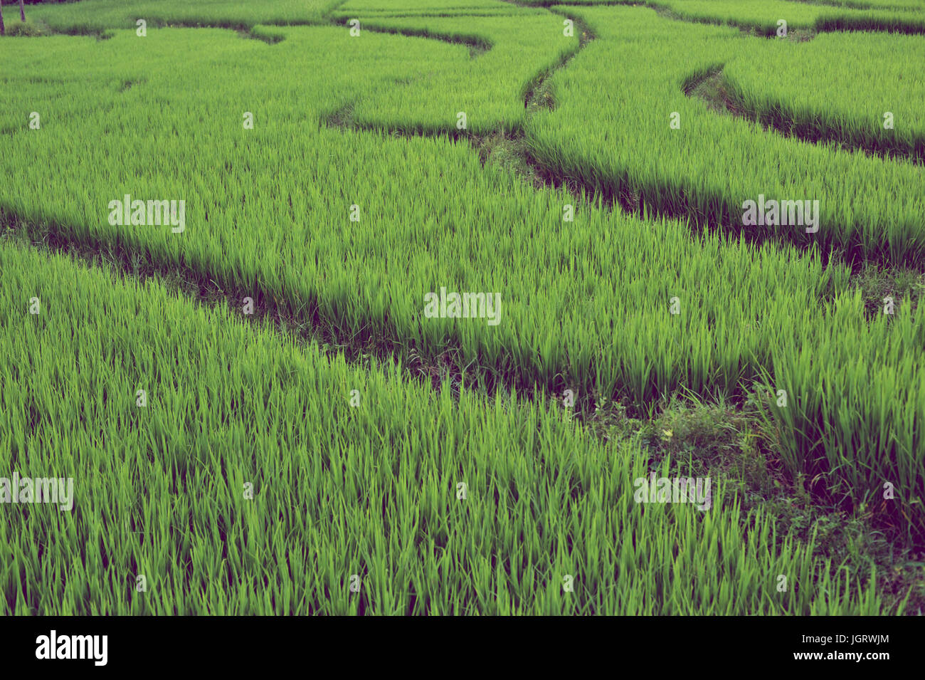 close up rice field paddy field rice natural background Stock Photo - Alamy
