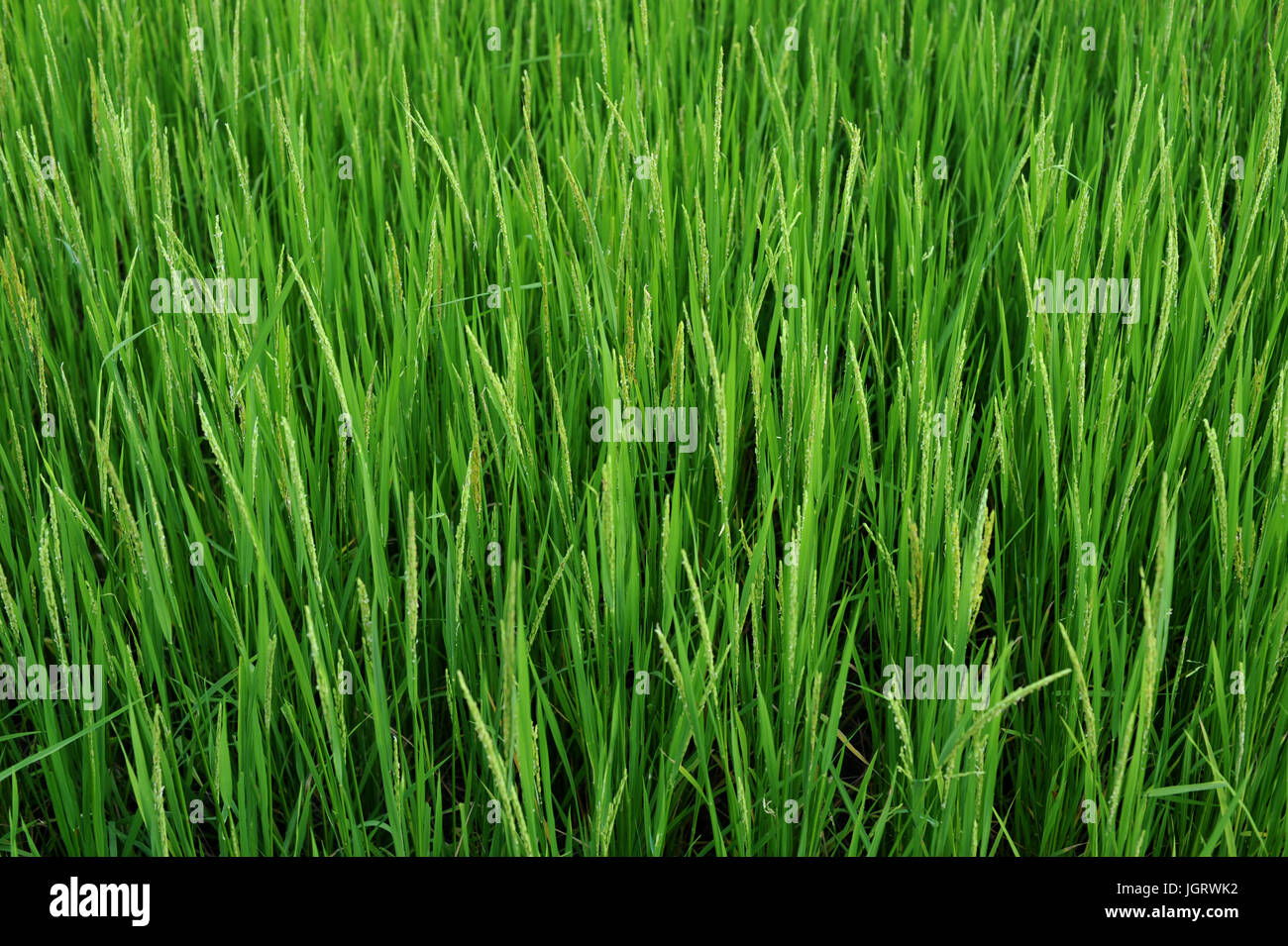 close up rice field paddy field rice natural background Stock Photo - Alamy