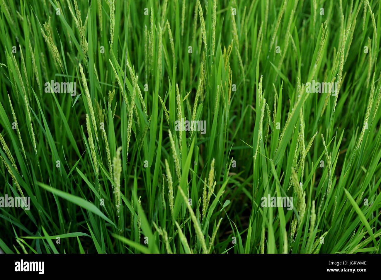 close up rice field paddy field rice natural background Stock Photo - Alamy