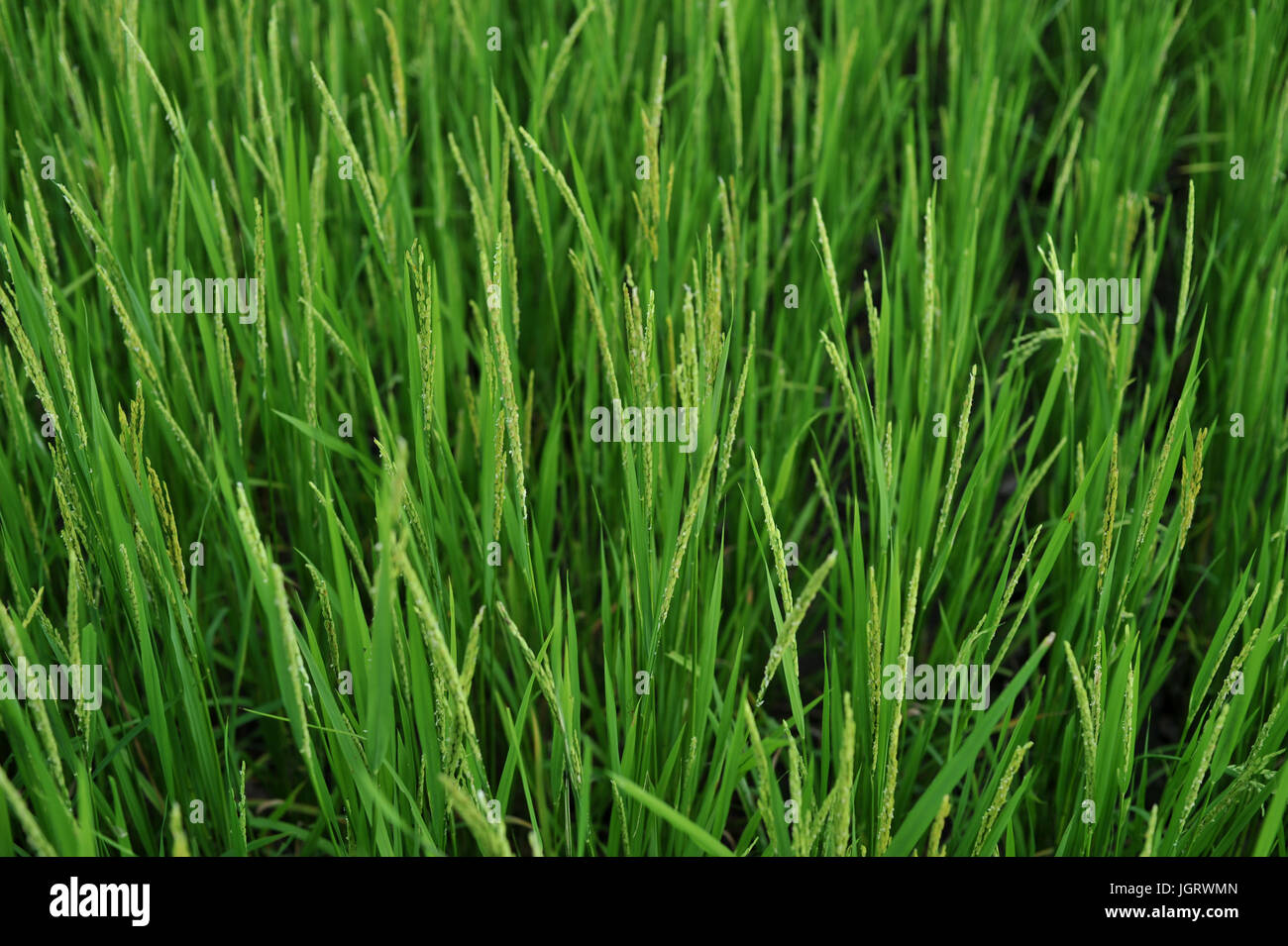 close up rice field paddy field rice natural background Stock Photo - Alamy