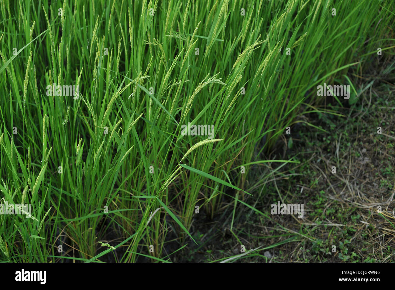 close up rice field paddy field rice natural background Stock Photo - Alamy