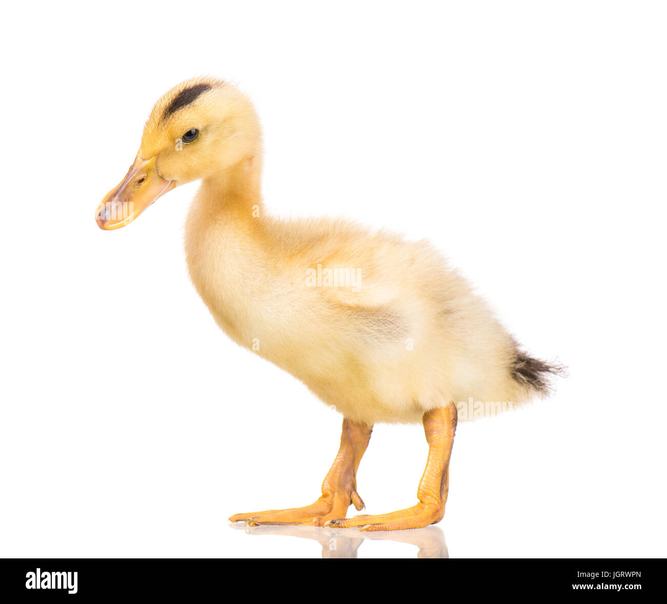 Cute little yellow newborn duckling isolated on white background. Newly ...