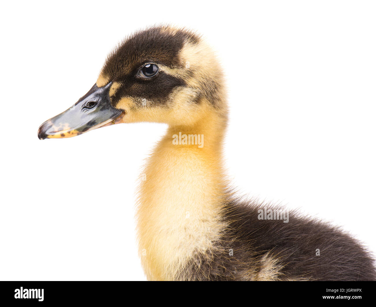 Cute little yellow newborn duckling isolated on white background. Newly ...
