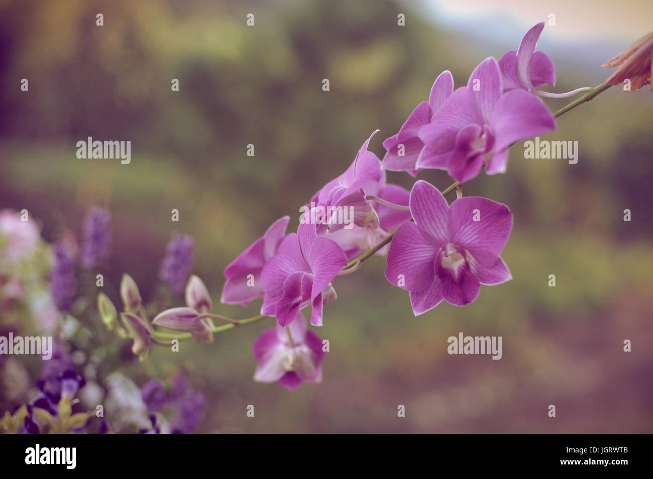 Orchid flowers. Beautiful orchid natural flowers Stock Photo - Alamy