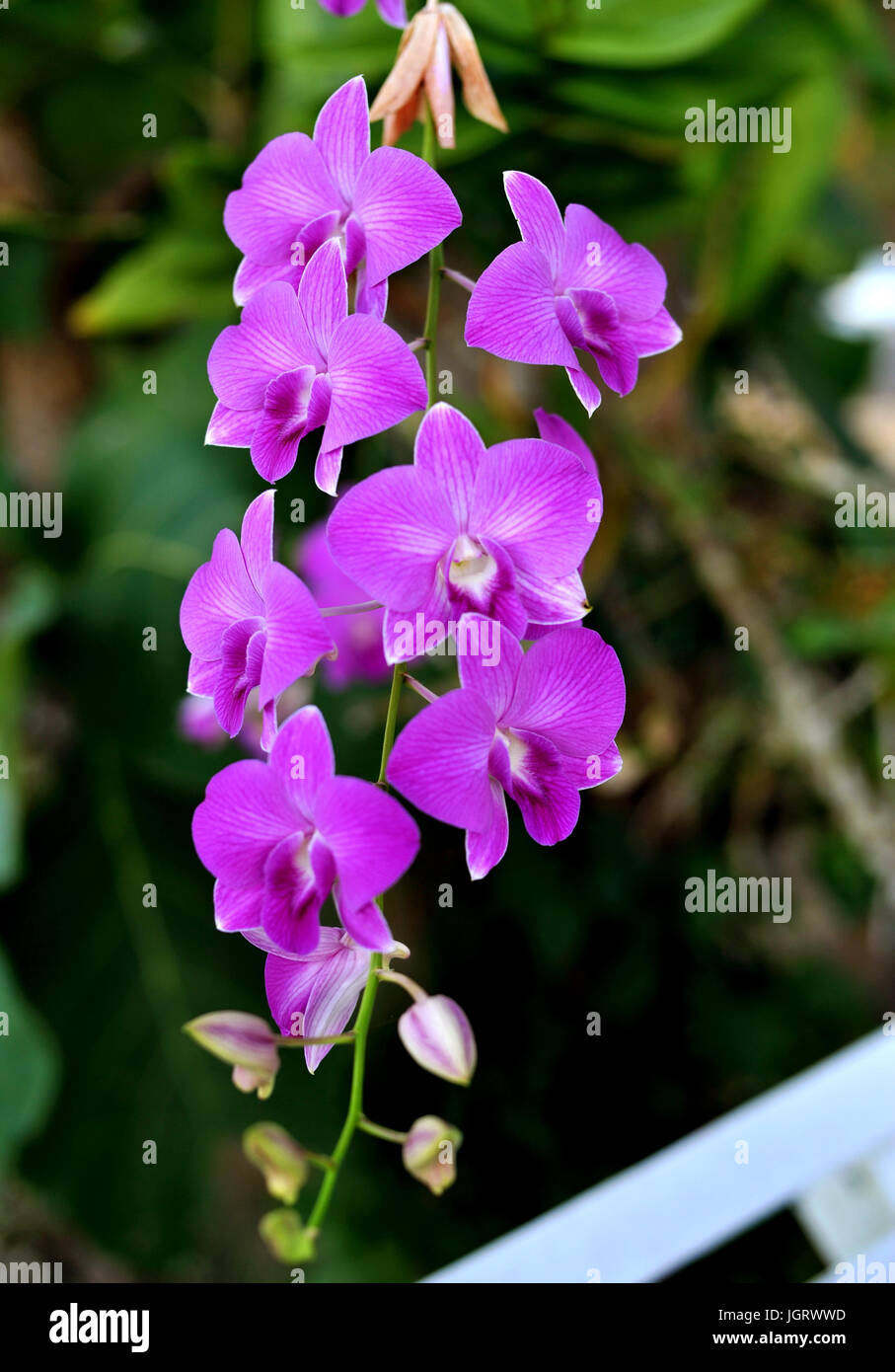 Orchid flowers. Beautiful orchid natural flowers Stock Photo - Alamy