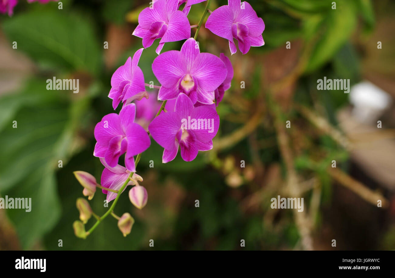 Orchid flowers. Beautiful orchid natural flowers Stock Photo - Alamy