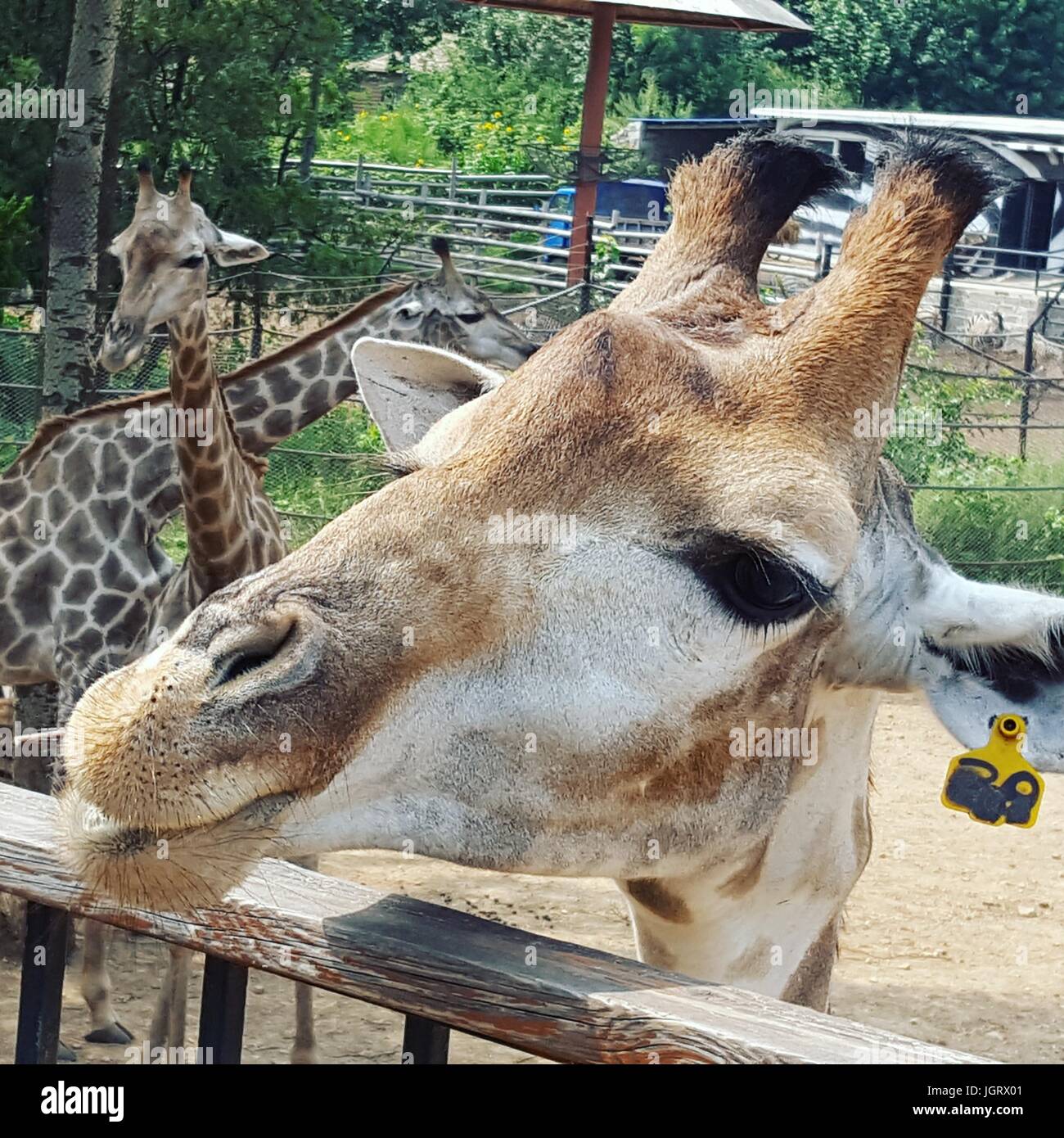 Giraffe Selfies Giraffe Birth 2024 | Louisville Zoo