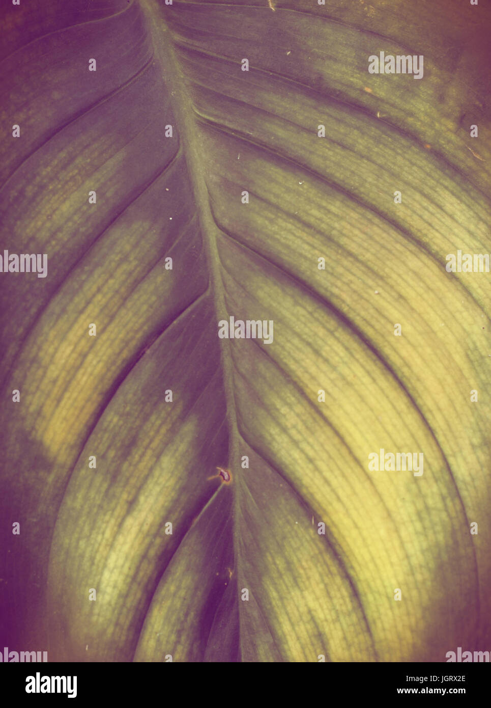 Leaf texture, leaf background. Leaf Motifs that occurs natural ...