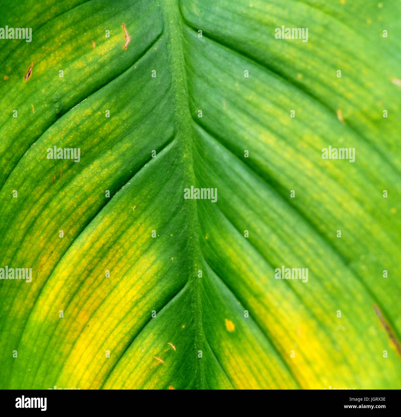 Leaf texture, leaf background. Leaf Motifs that occurs natural ...