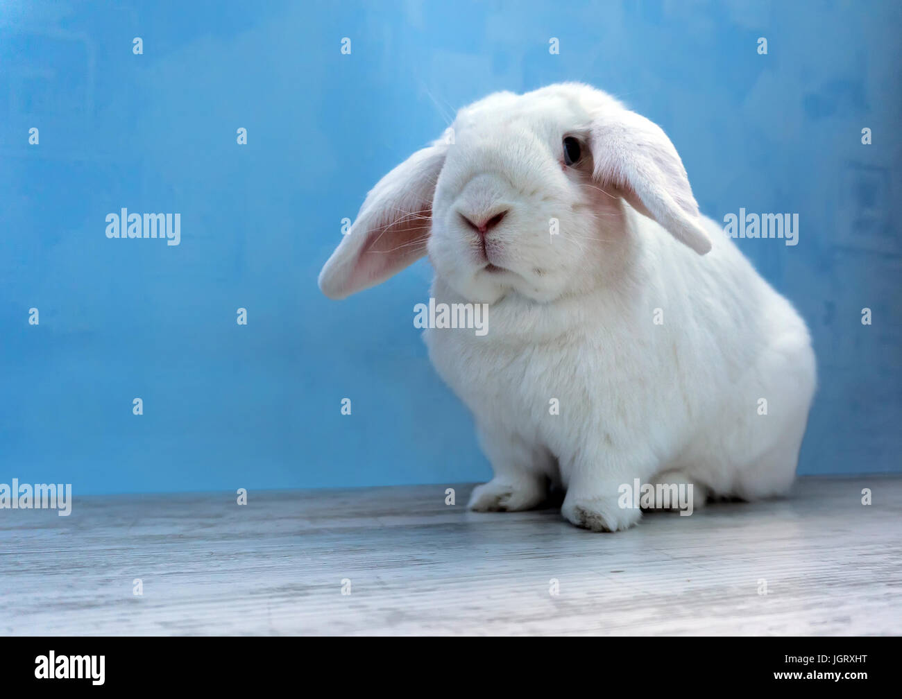 white fluffy rabbit on blue background at home Stock Photo - Alamy