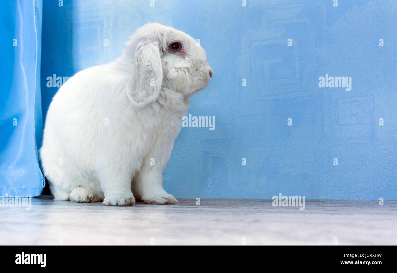 white fluffy Bunny on blue with copy space Stock Photo - Alamy