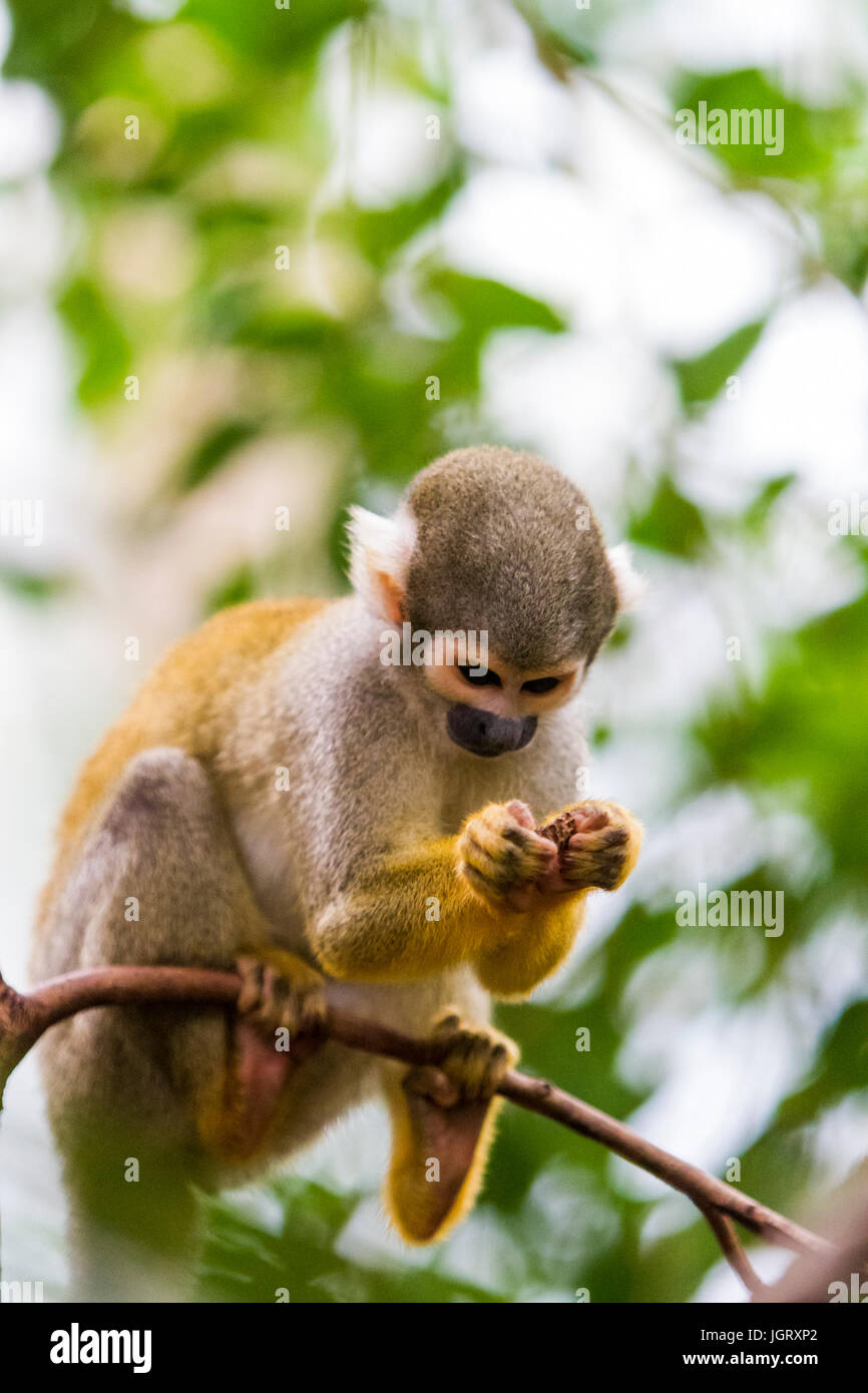 Miserable monkey hi-res stock photography and images - Alamy