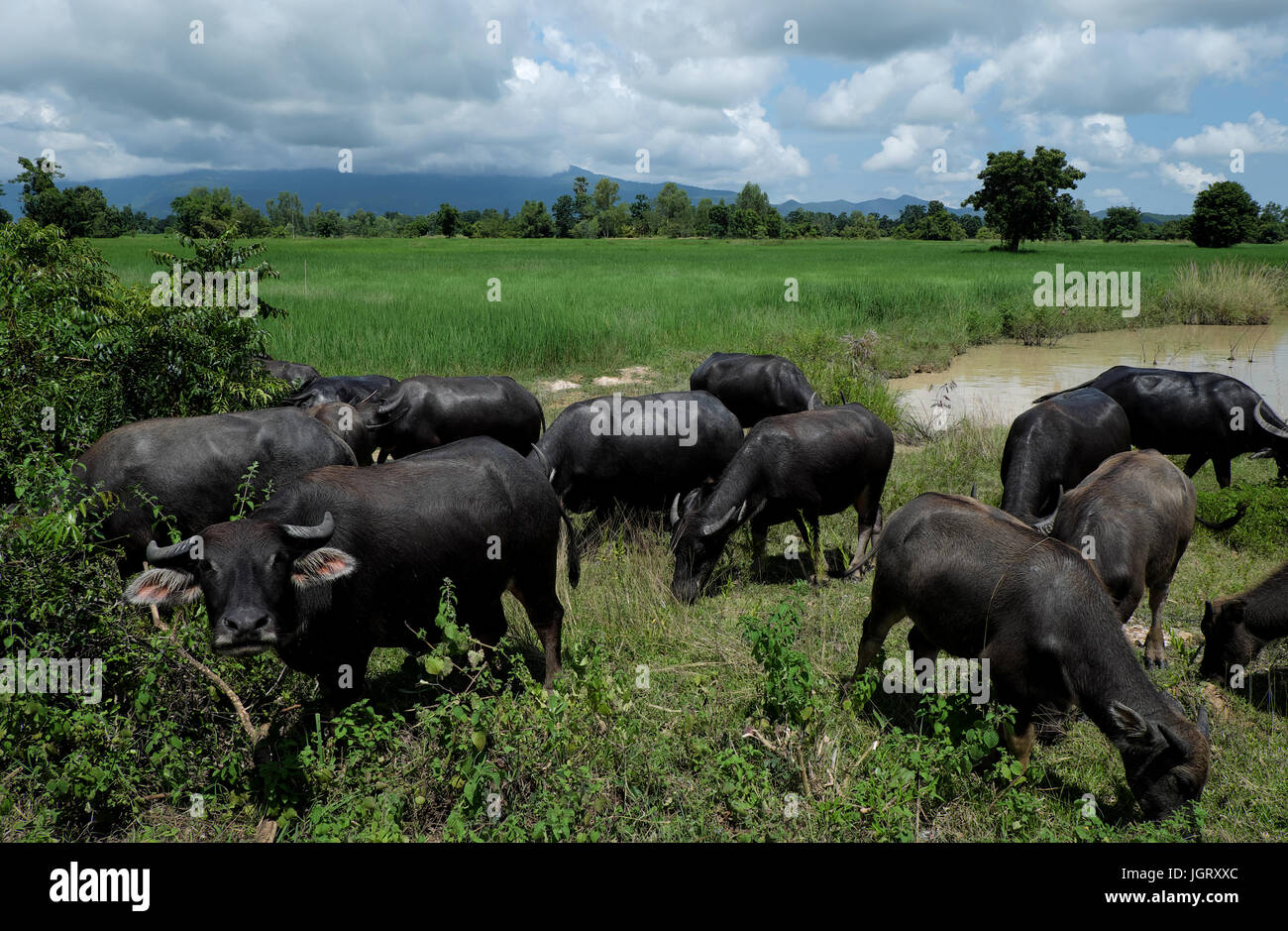 Buffalo standing in a field grasses, rice field background Stock Photo ...
