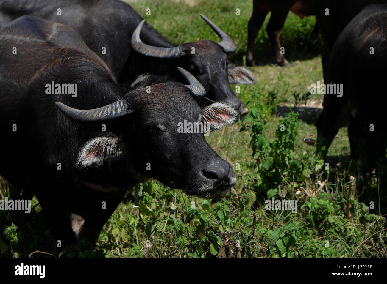 Buffalo standing in a field grasses, rice field background Stock Photo ...