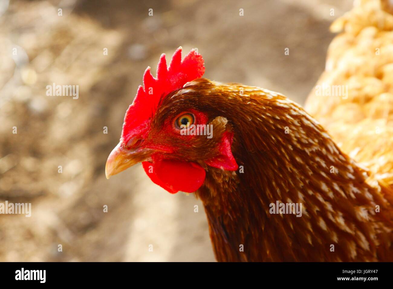 A Chicken looking curiously at a camera Stock Photo - Alamy