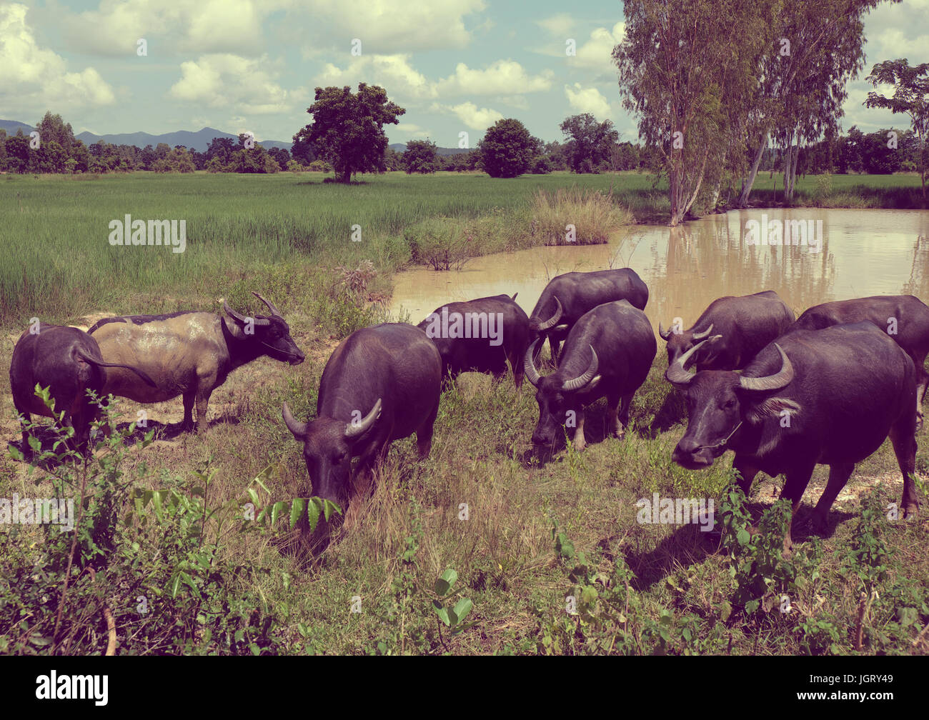 Buffalo standing in a field grasses, rice field background Stock Photo ...