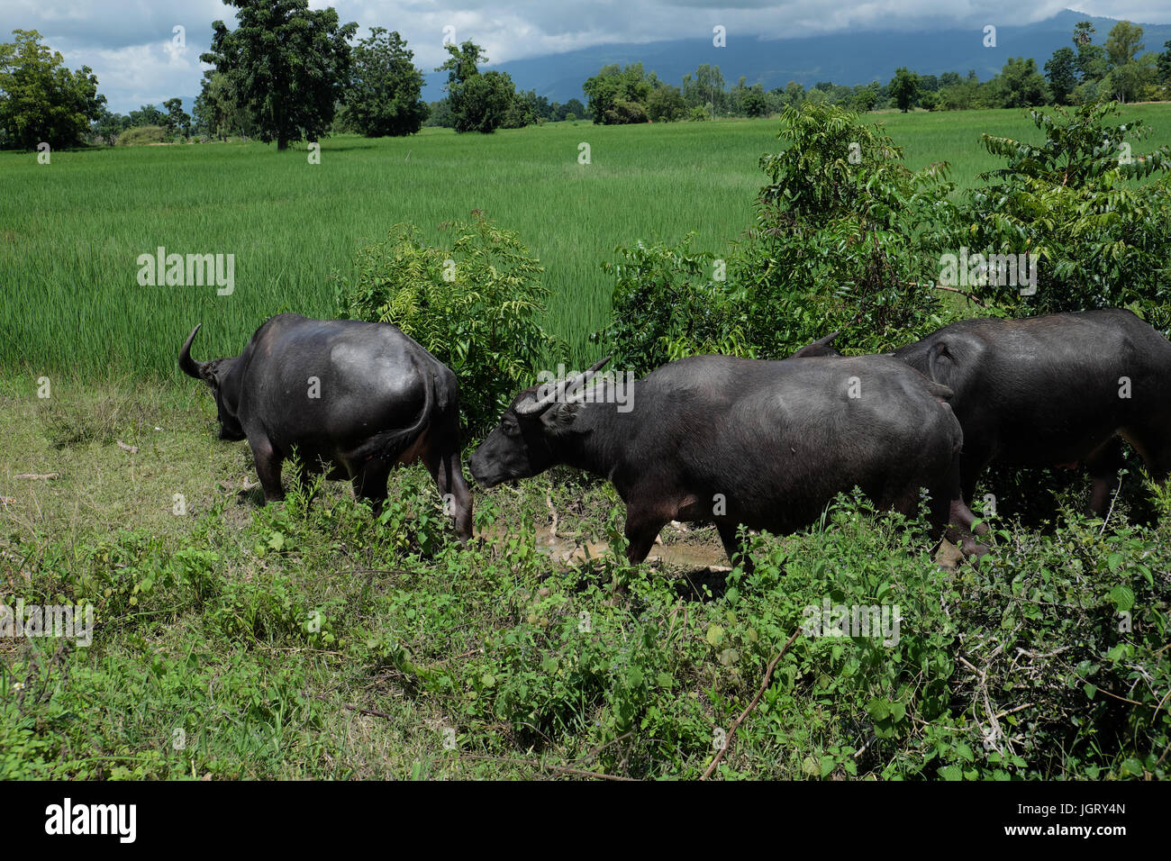 Buffalo standing in a field grasses, rice field background Stock Photo ...