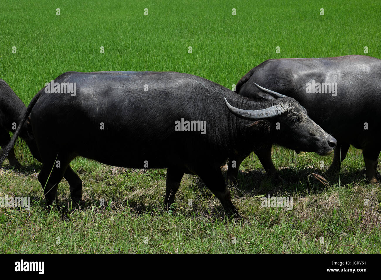 Buffalo standing in a field grasses, rice field background Stock Photo ...