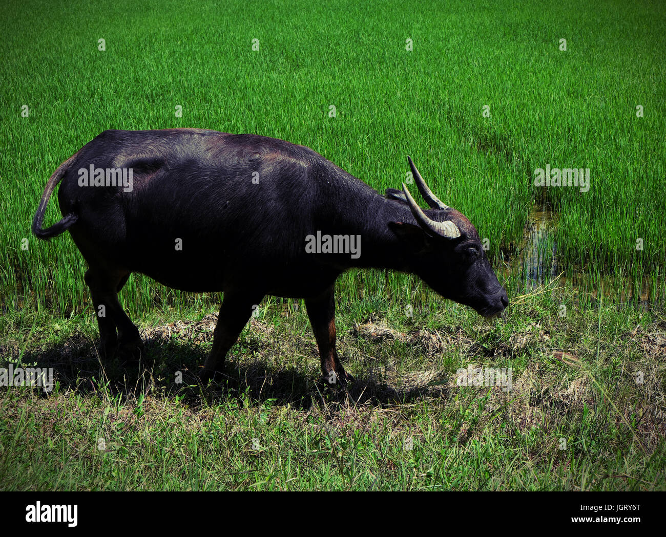Buffalo standing in a field grasses, rice field background Stock Photo ...