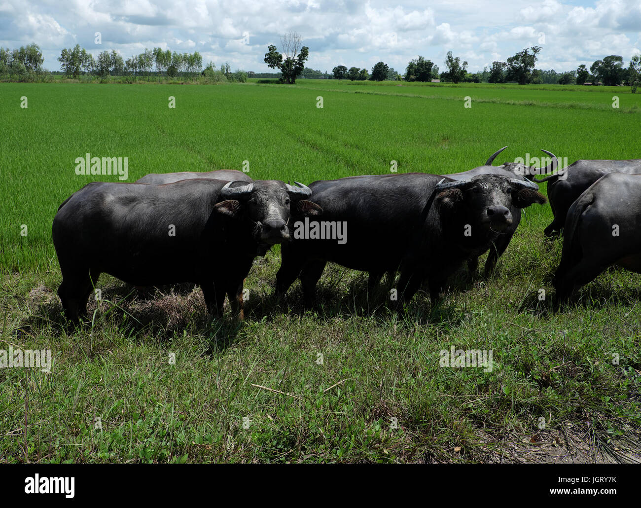 Buffalo standing in a field grasses, rice field background Stock Photo ...