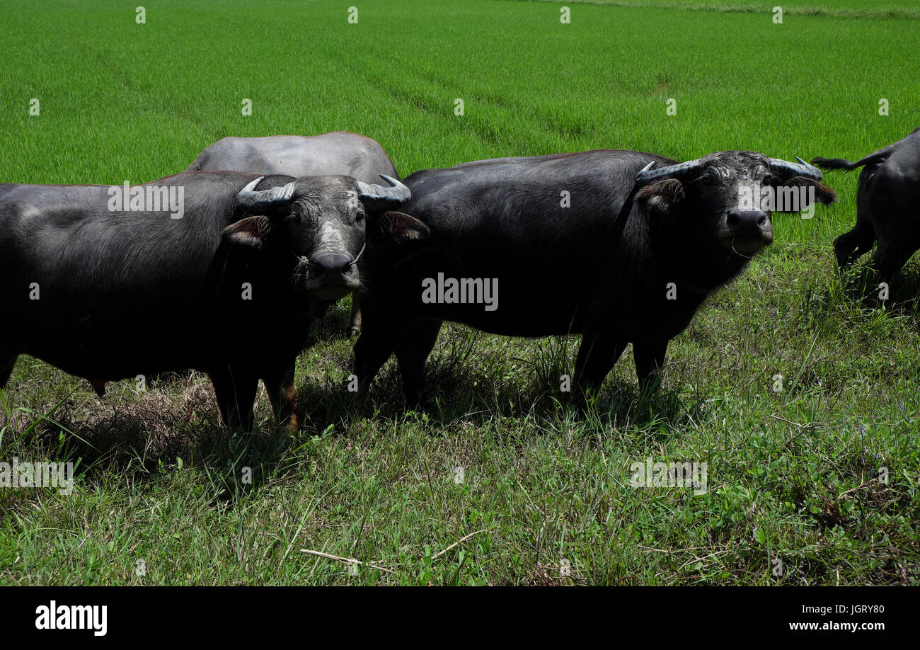 Buffalo standing in a field grasses, rice field background Stock Photo ...