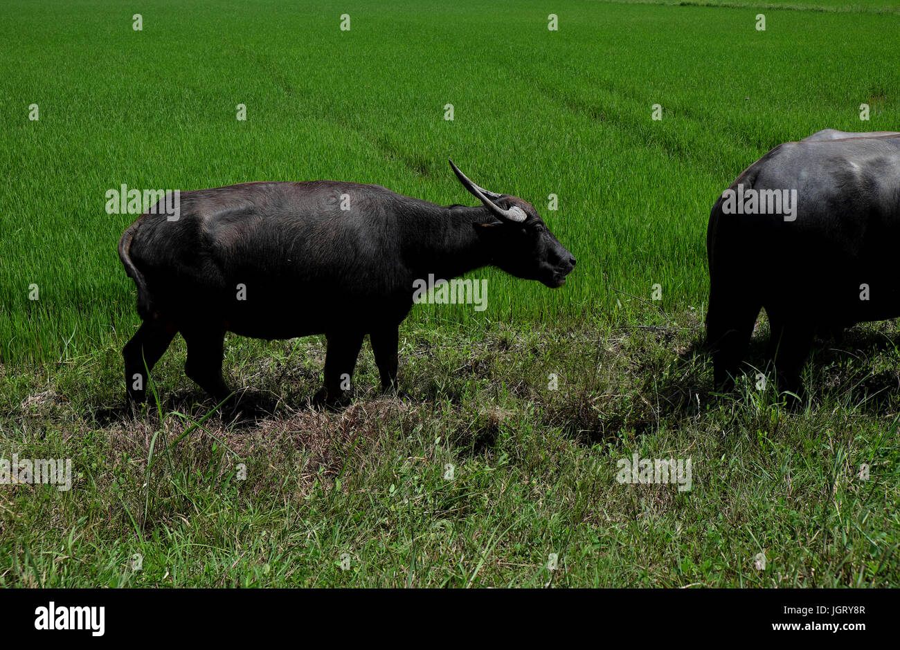 Buffalo standing in a field grasses, rice field background Stock Photo ...