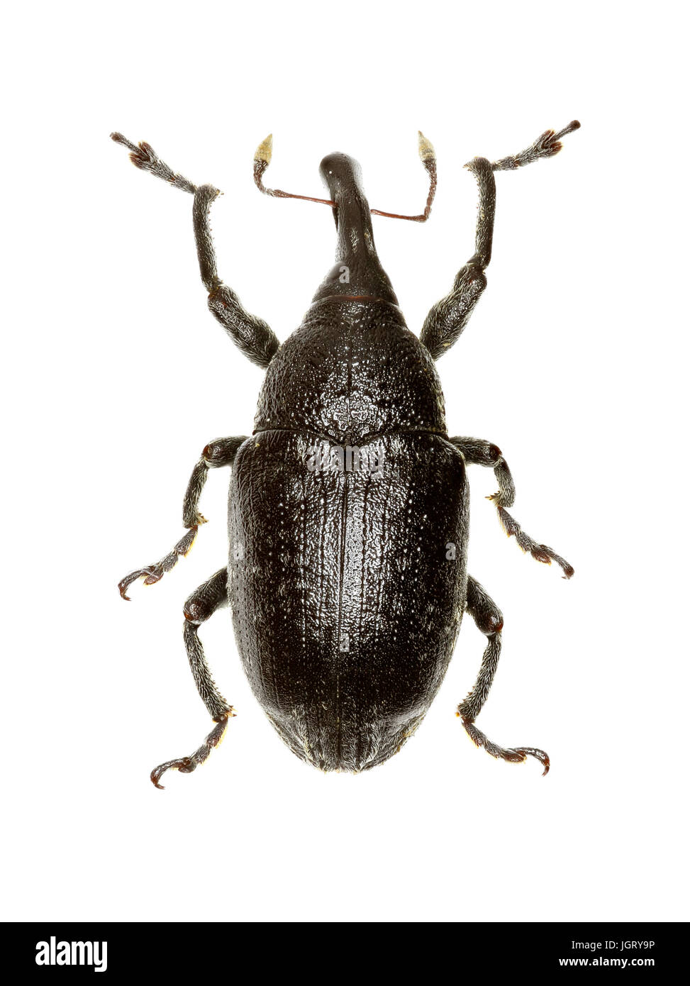 True Weevil Larinus on white Background - Larinus (Phyllonomeus ...
