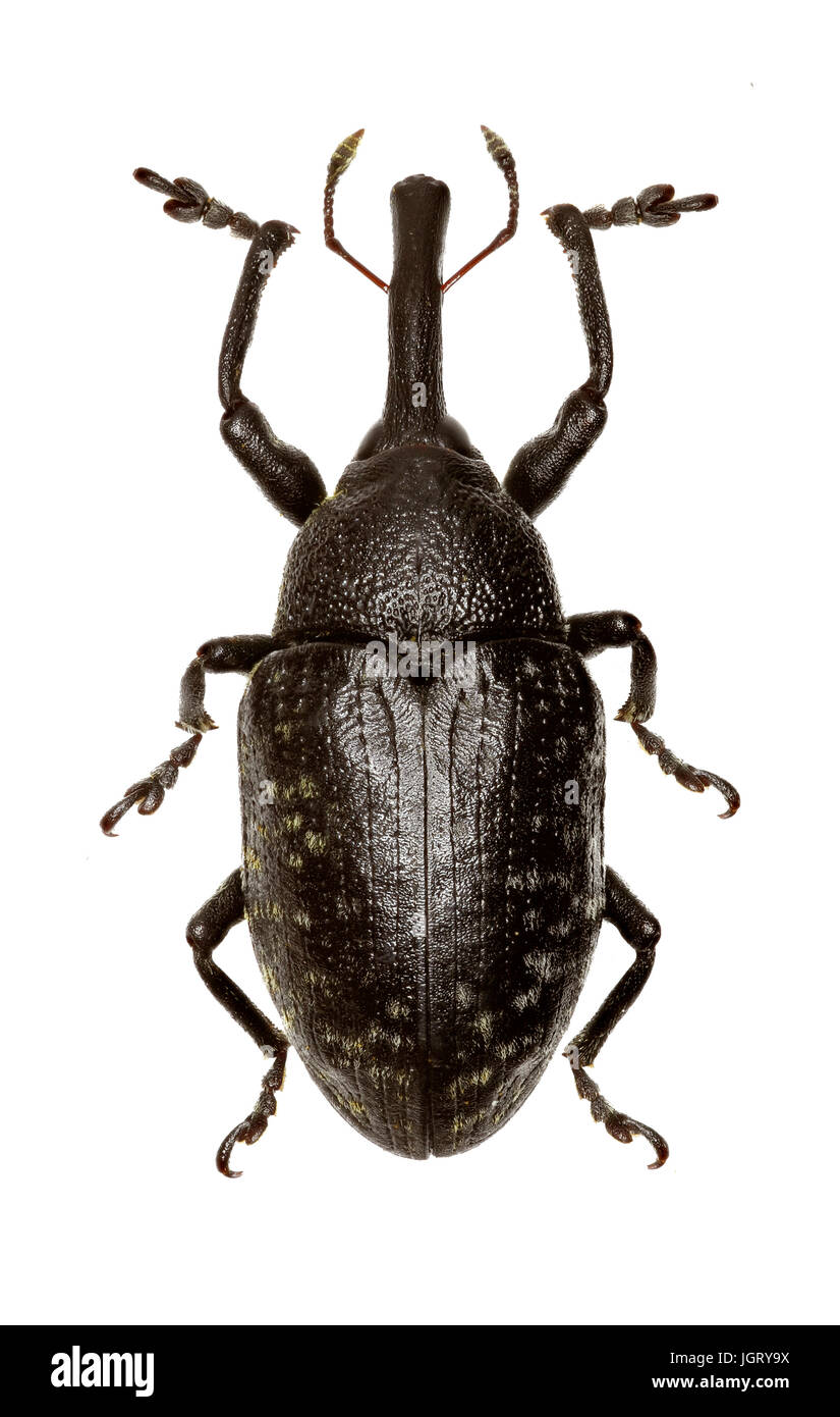 True Weevil Larinus on white Background - Larinus (Phyllonomeus ...