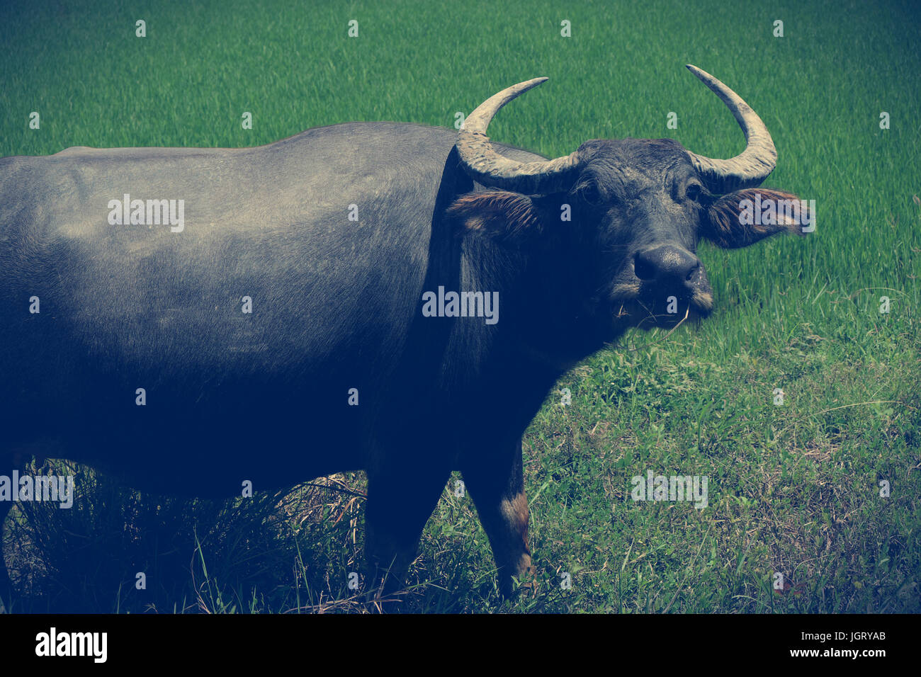 Buffalo standing in a field grasses, rice field background Stock Photo ...