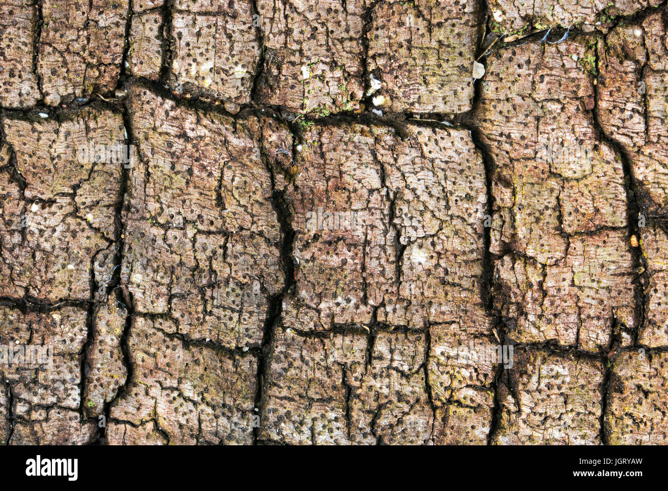Wood Grain Pattern Background Stock Photo - Alamy