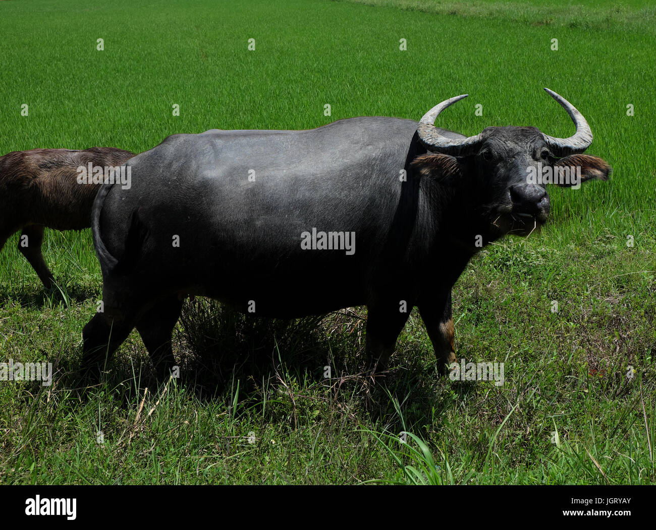 Buffalo standing in a field grasses, rice field background Stock Photo ...