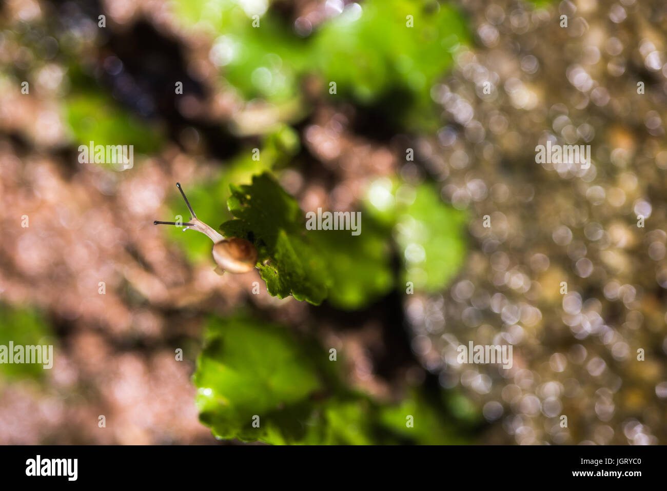 Snail flower pot hi-res stock photography and images - Alamy