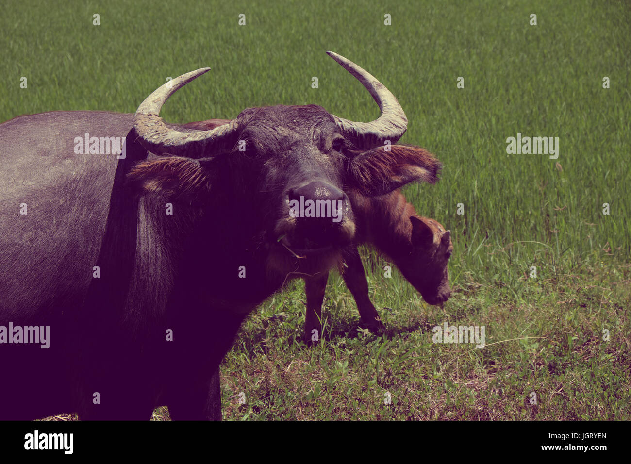 Buffalo standing in a field grasses, rice field background Stock Photo ...