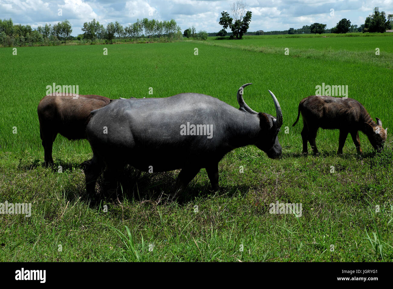 Buffalo standing in a field grasses, rice field background Stock Photo ...