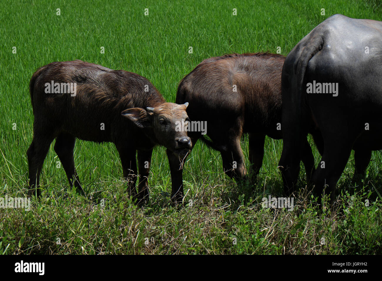 Buffalo standing in a field grasses, rice field background Stock Photo ...