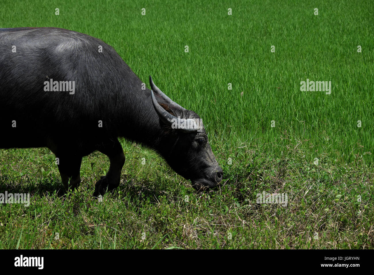 Buffalo standing in a field grasses, rice field background Stock Photo ...