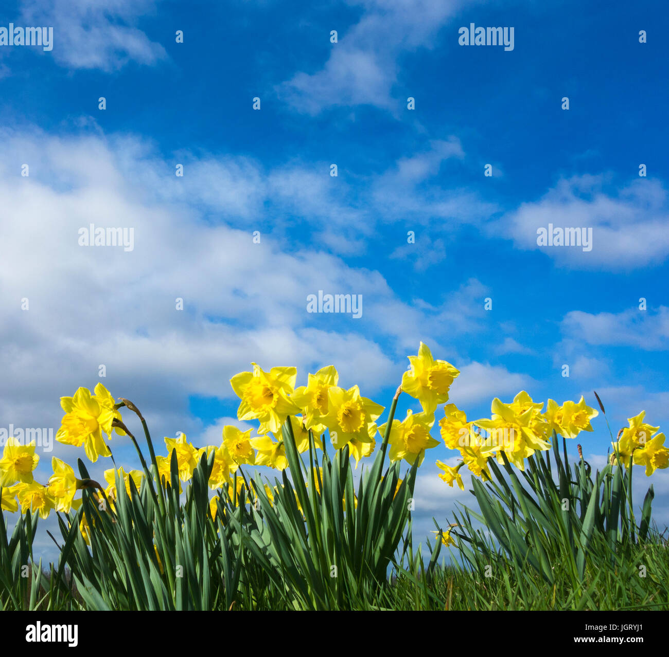 Daffodil and sky hi-res stock photography and images - Alamy