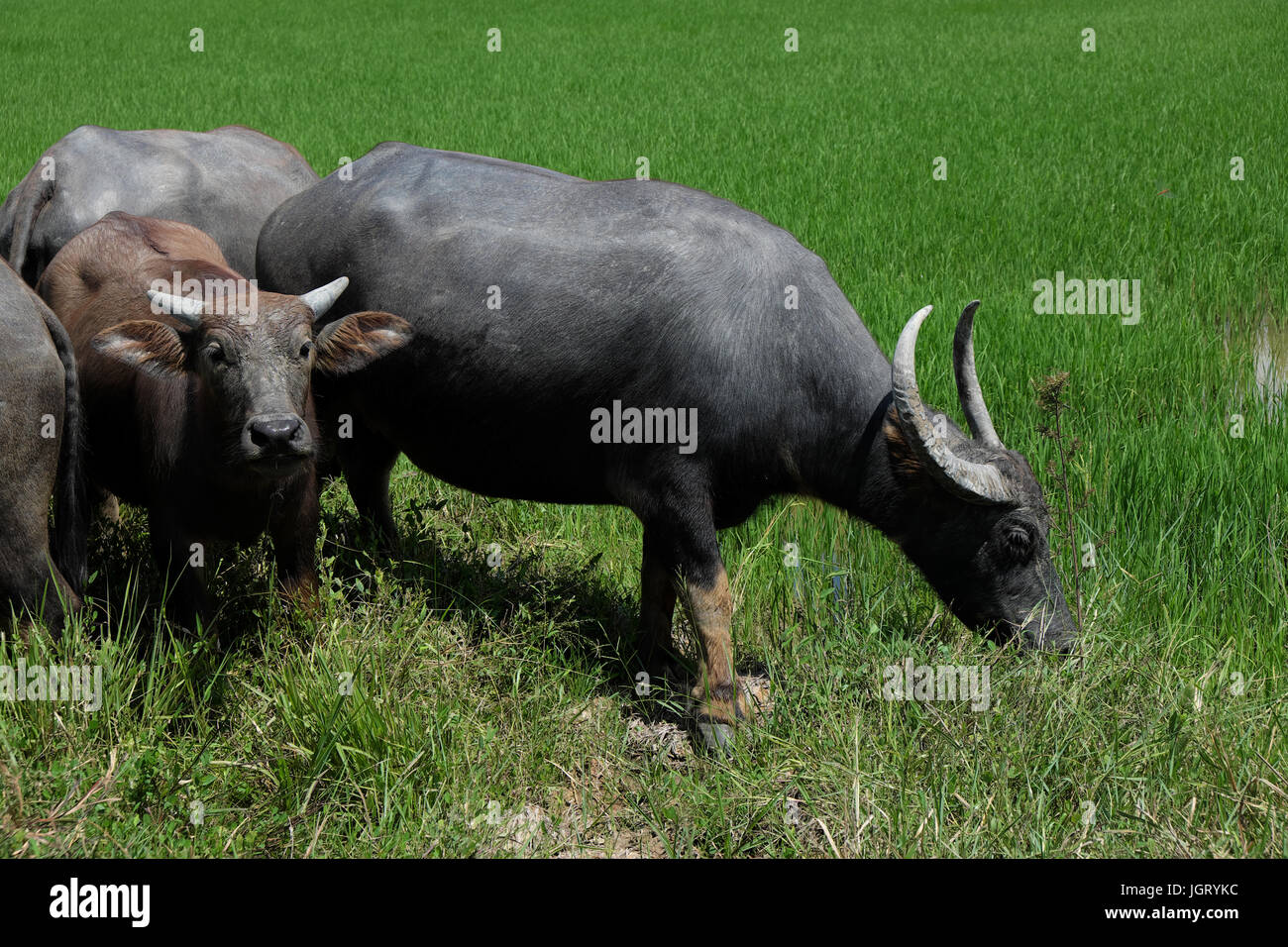 Buffalo standing in a field grasses, rice field background Stock Photo ...