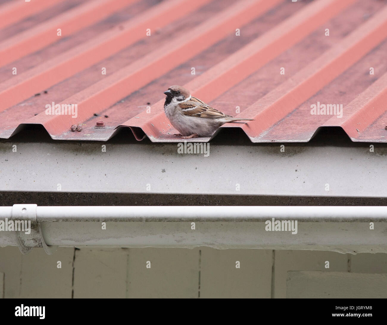 Sparrow roof top hi-res stock photography and images - Alamy